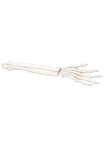 Human Skeleton Models | Full Size Skeleton Models | Vitality Medical