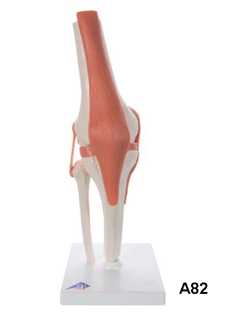 3B Scientific Anatomical Human Joint Model | A80, A80/1, A81, A82, A82 ...