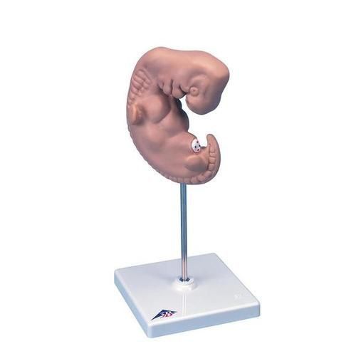 3B Scientific Pregnancy Series | L10/1, L10/4, L10/8, L15, L10/2, L10/6 ...