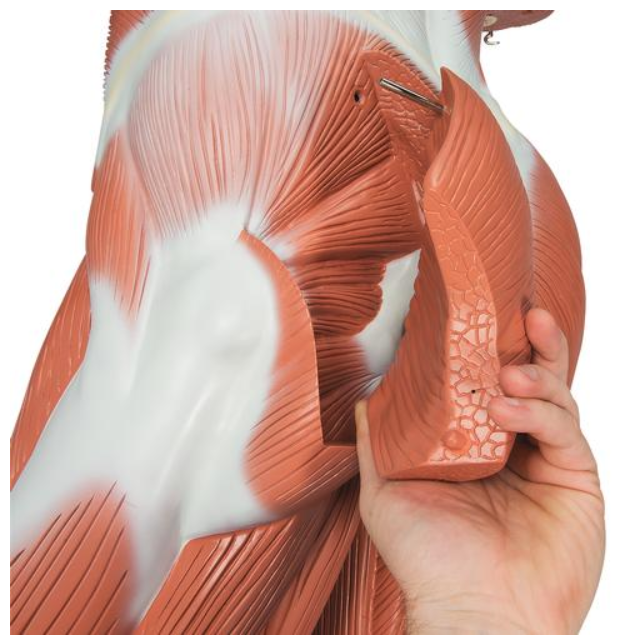 3B Scientific Life Size Male Muscular Figure | VA01