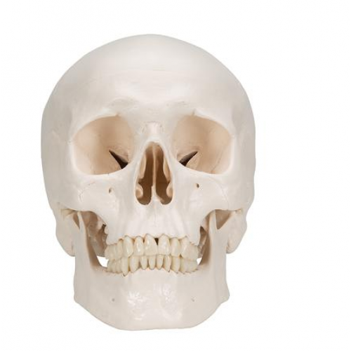 3B Scientific Classic Human Skull Model | A20, A21, A22, A23